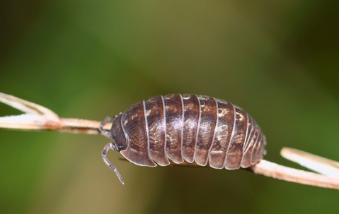 Occasional Invaders Identification Guide | Covenant Pest Control