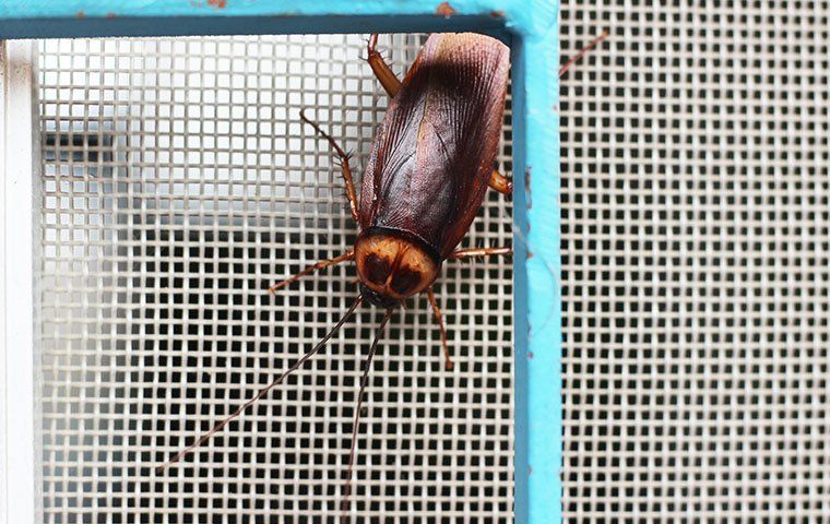 Cockroach Identification Guide | Covenant Pest Control