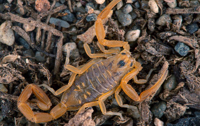 Scorpion Identification Guide | Covenant Pest Control