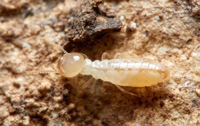 Termite Identification Guide | Covenant Pest Control