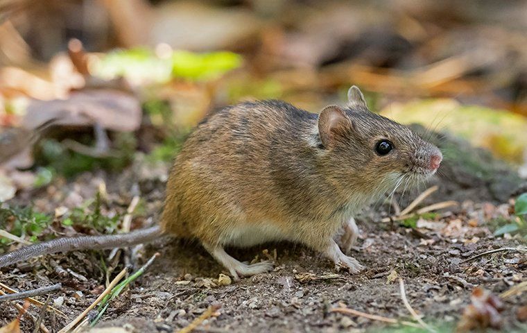 Rodent Control 101: Essential Tips For Protecting Your Boerne Home ...