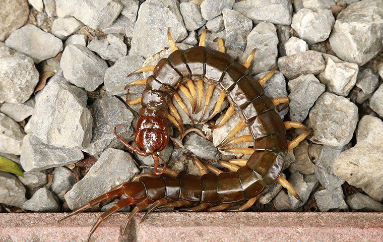 Red-Headed Centipede Identification Guide | Covenant Pest Control