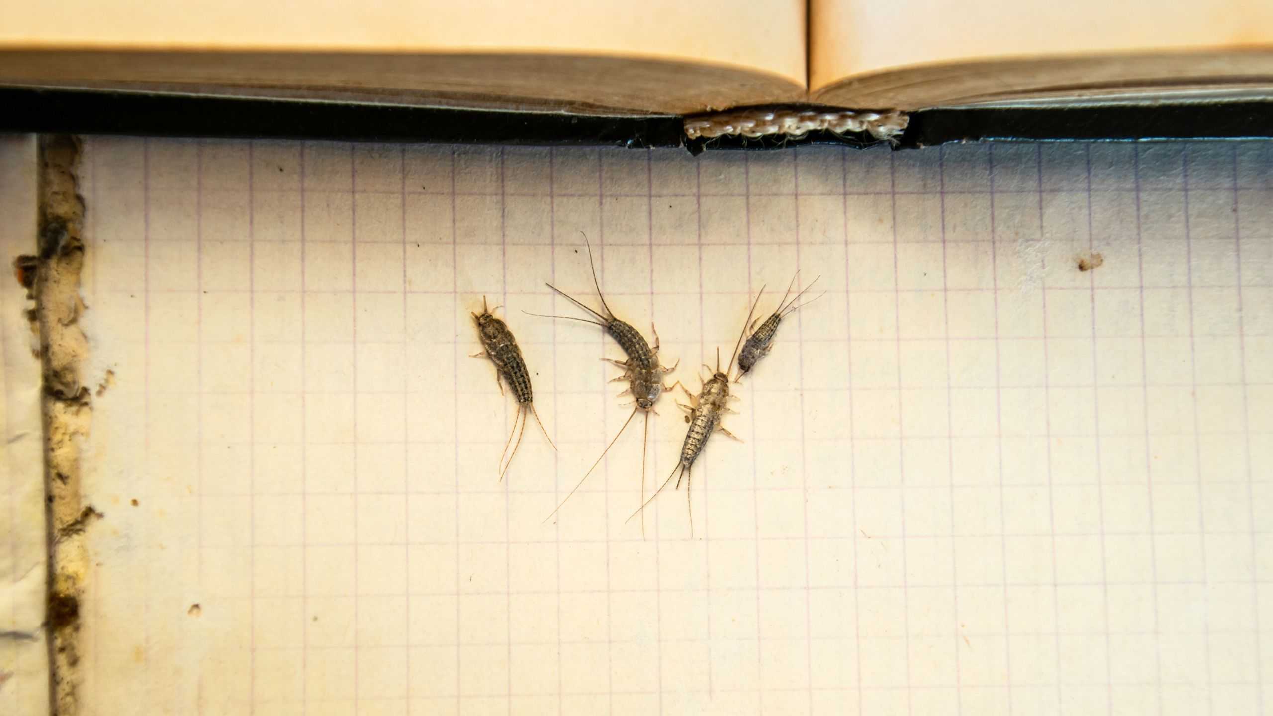 Keep Silverfish from Eating Your Memories | Covenant Pest Control